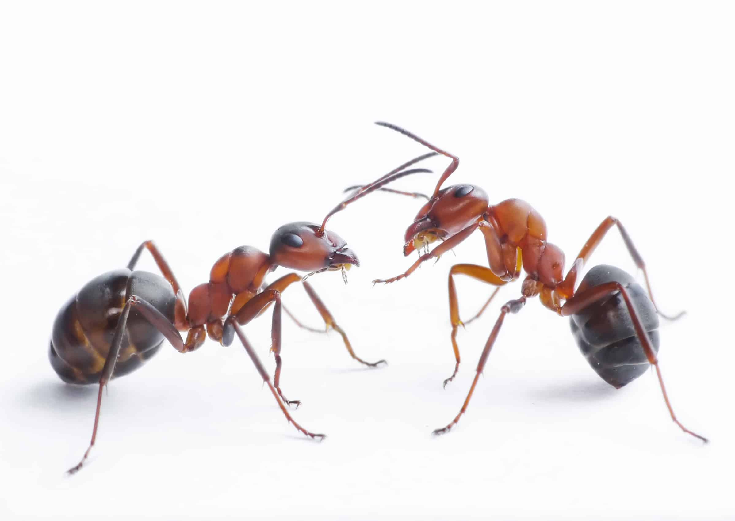 Thief Ants Vs Pharaoh Ants