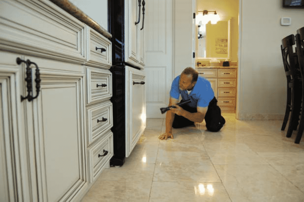 DIY Pest Control vs. Professional Extermination DIY Pest Control vs. Professional Extermination