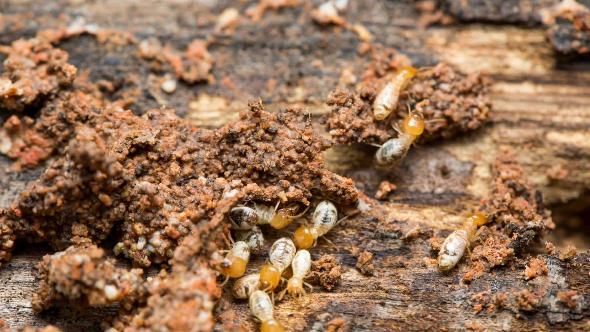 What are Termites? Why is it Important to Call a Termite Control Company?
