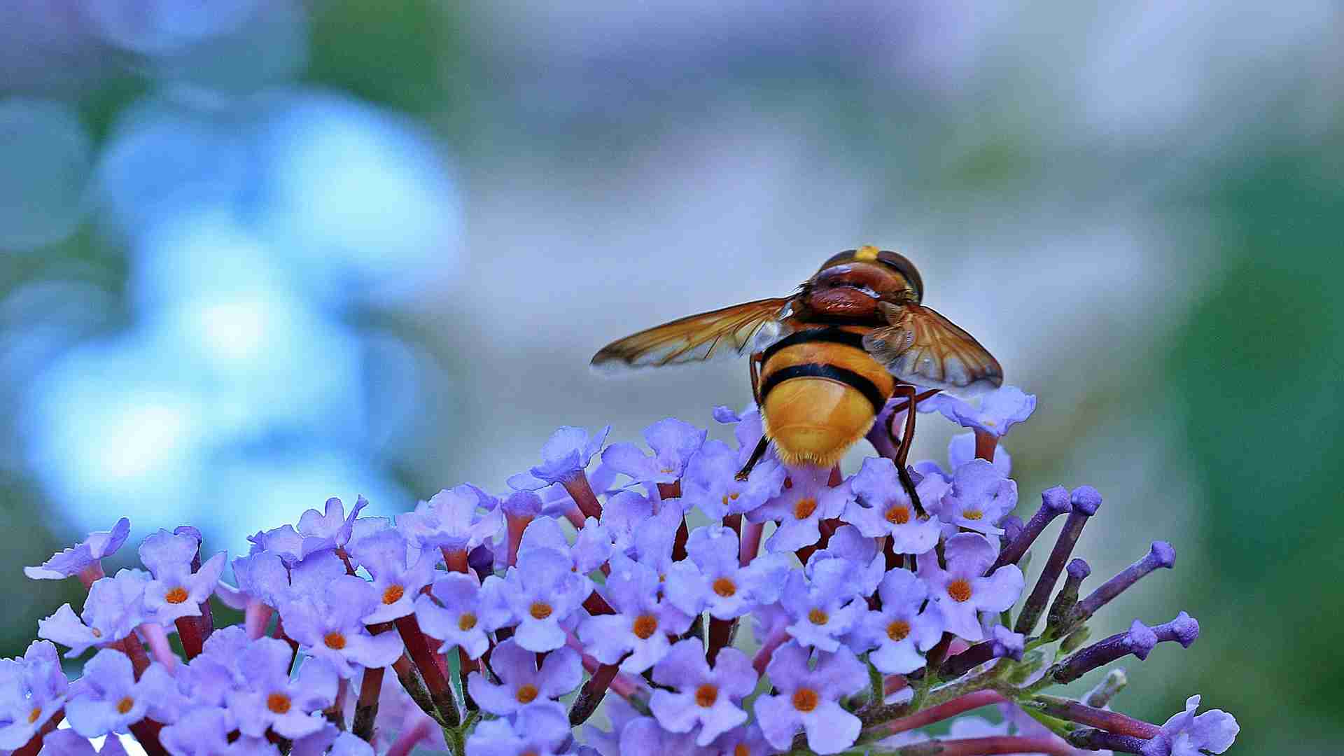 Bee Invasion in Your Backyard? Don't Panic! Here's What to Do