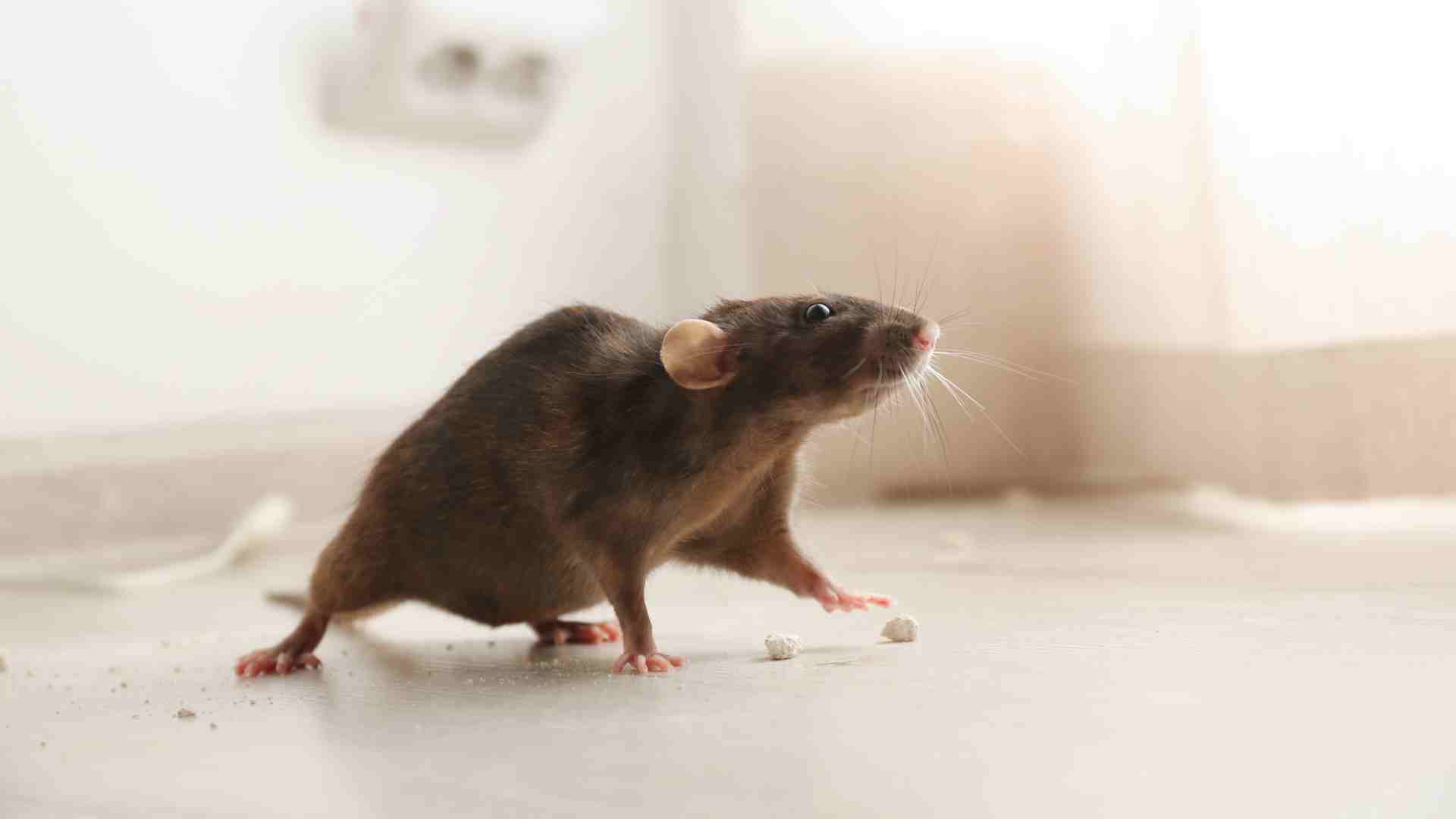 Mice Problems in Vancouver? Here's Your Ultimate Guide to Eliminating Them!